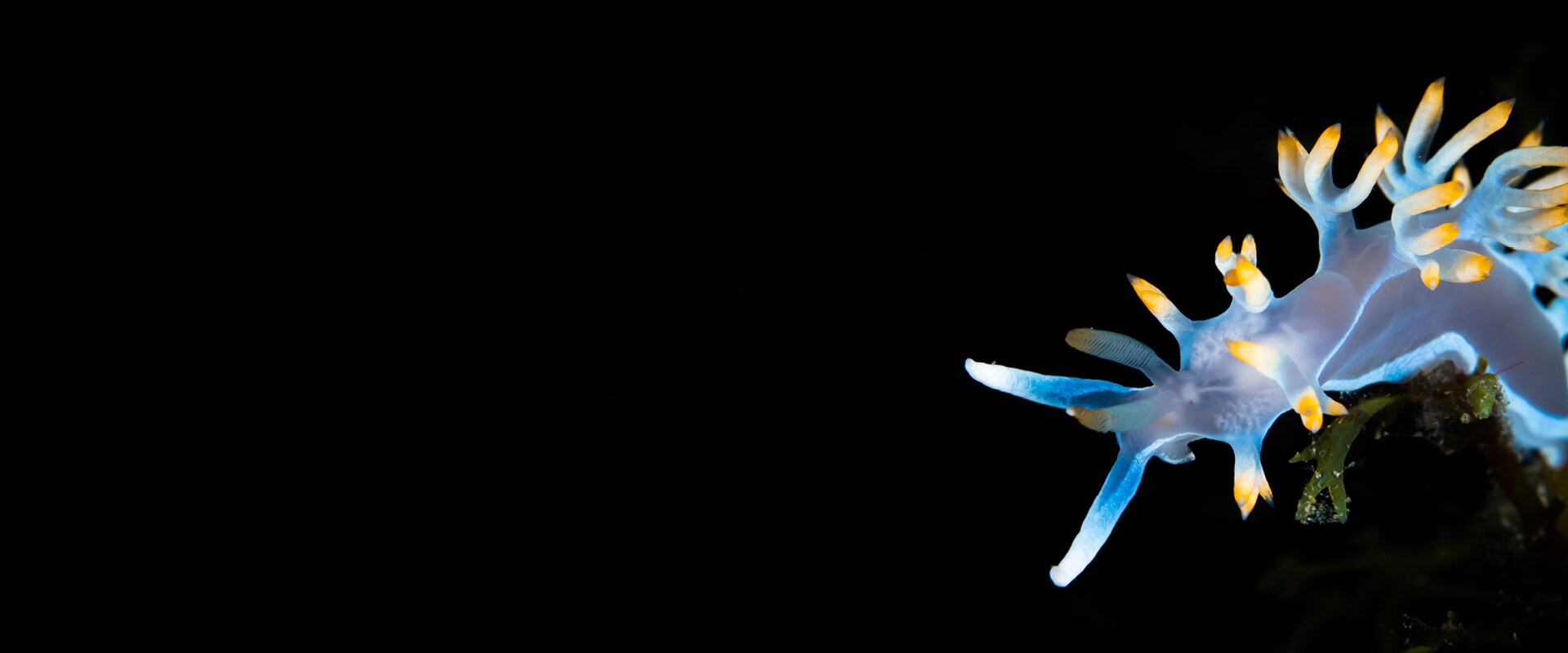 AI Augmented Design Thinking